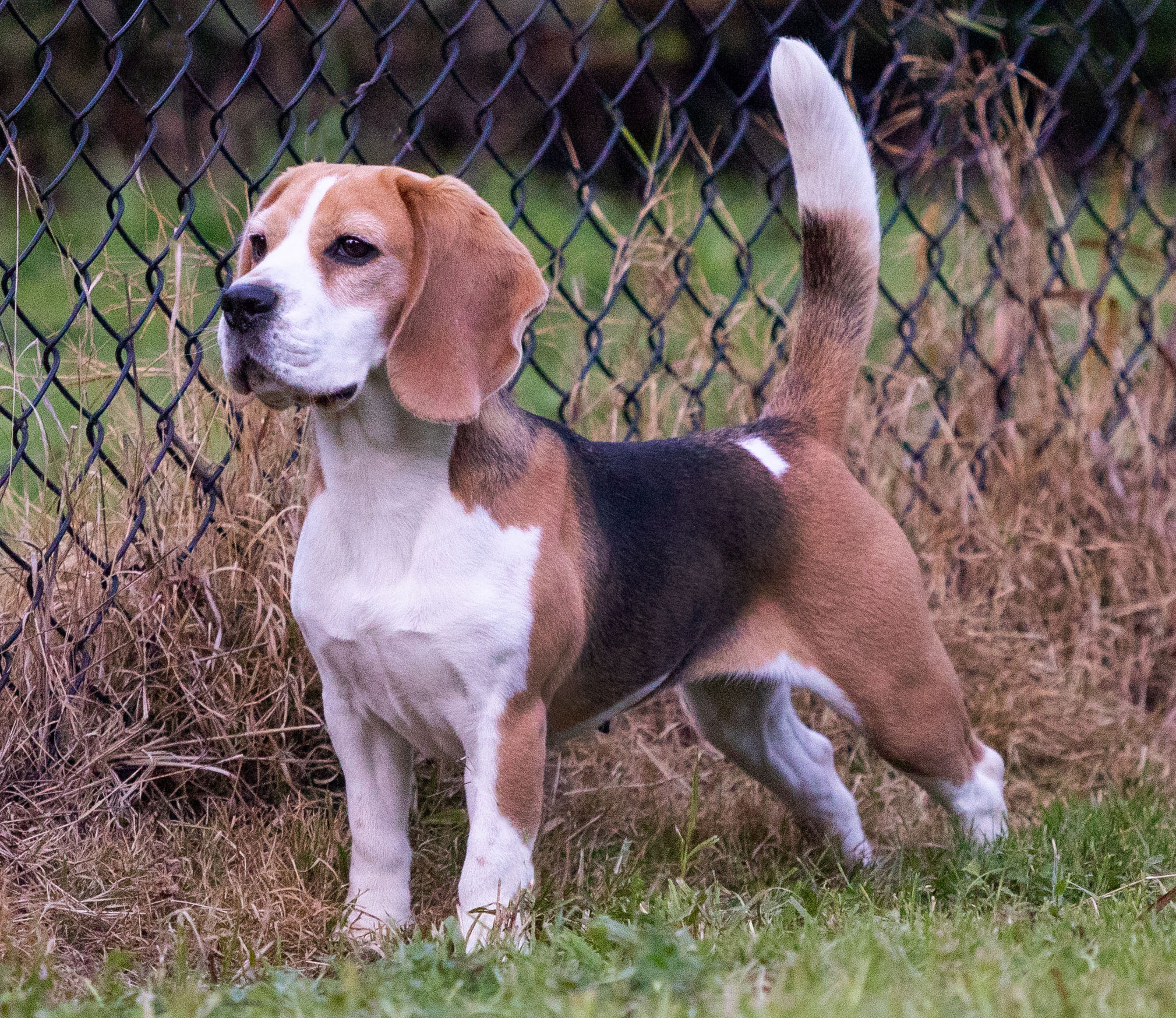 Top 10 Beagle “Dam of the year” | Kazuri