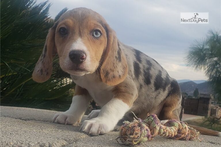The Truth about Pocket Beagles | Kazuri