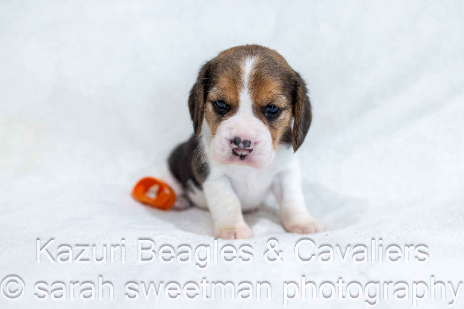 Kazuri | Beagles and Cavalier King Charles Dogs