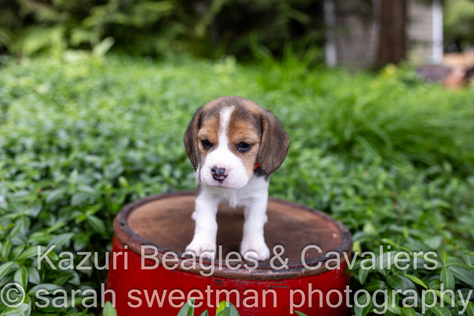 Kazuri | Beagles and Cavalier King Charles Dogs