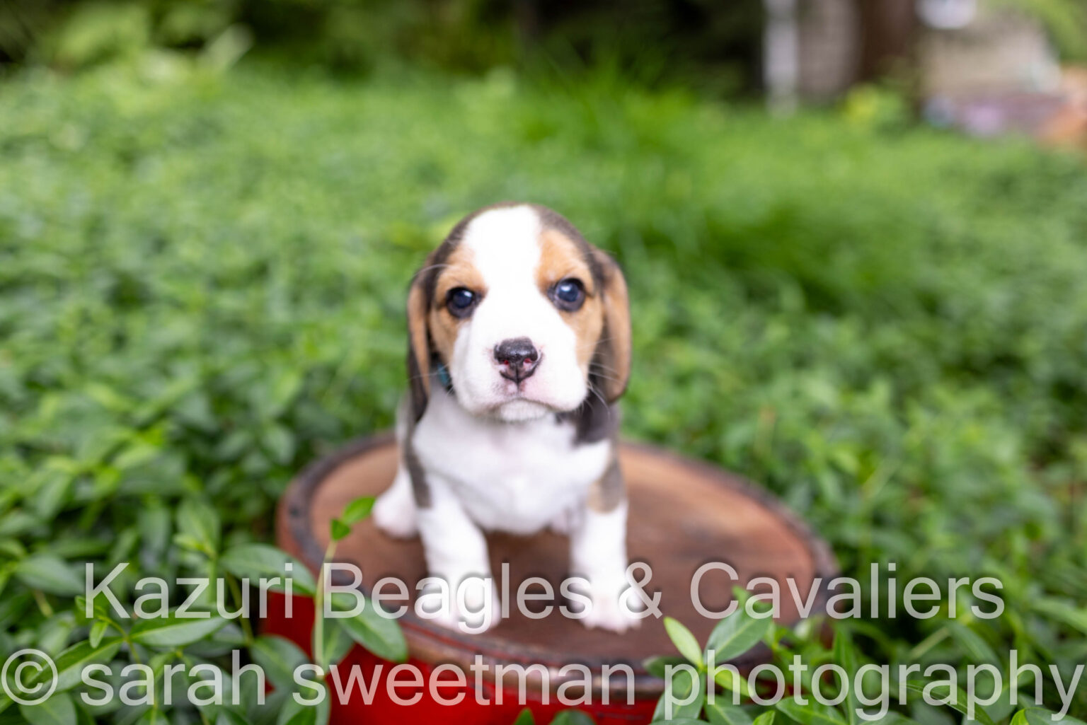 Kazuri | Beagles and Cavalier King Charles Dogs