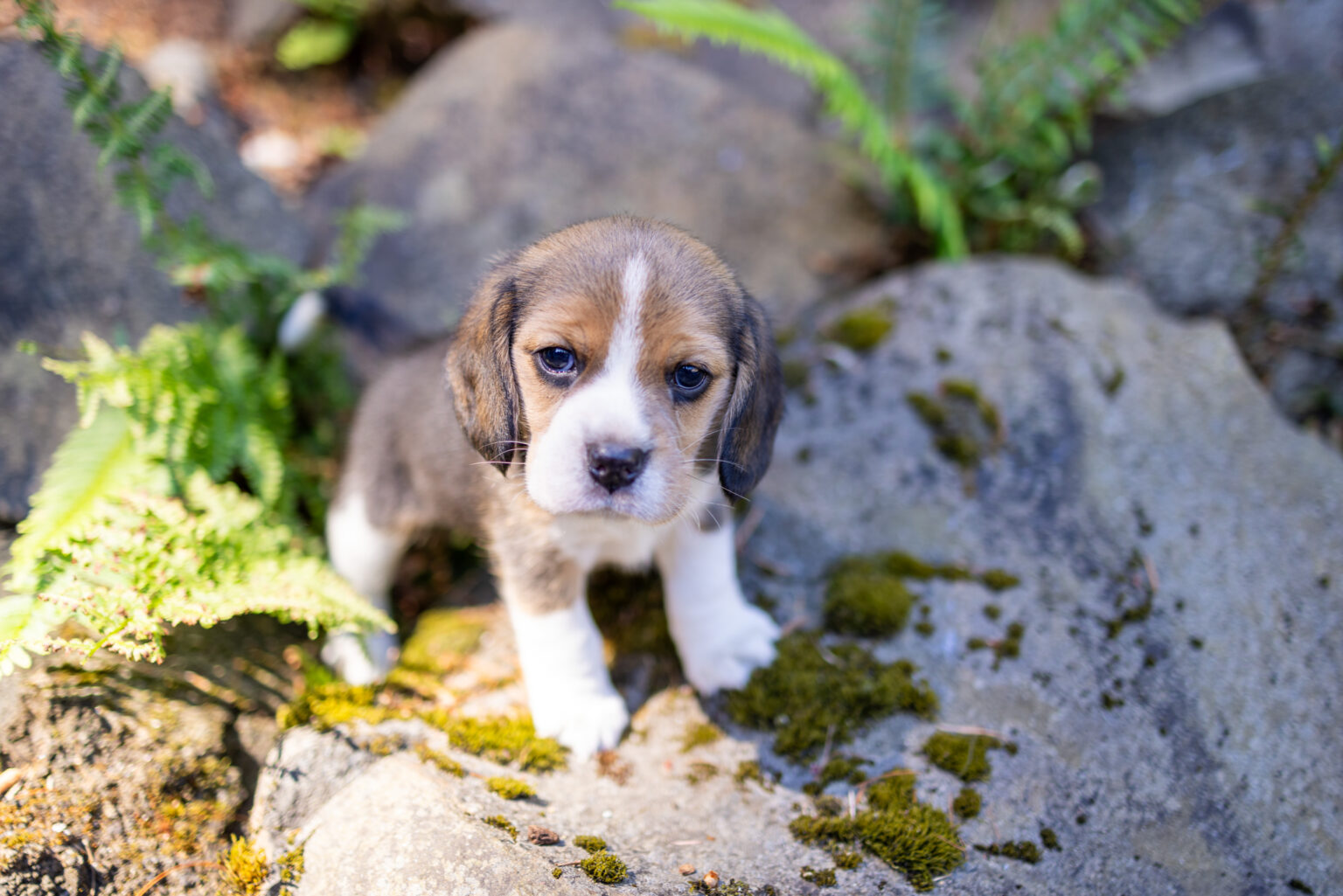 Caspian the beagle puppy turns 4 weeks old. | Kazuri