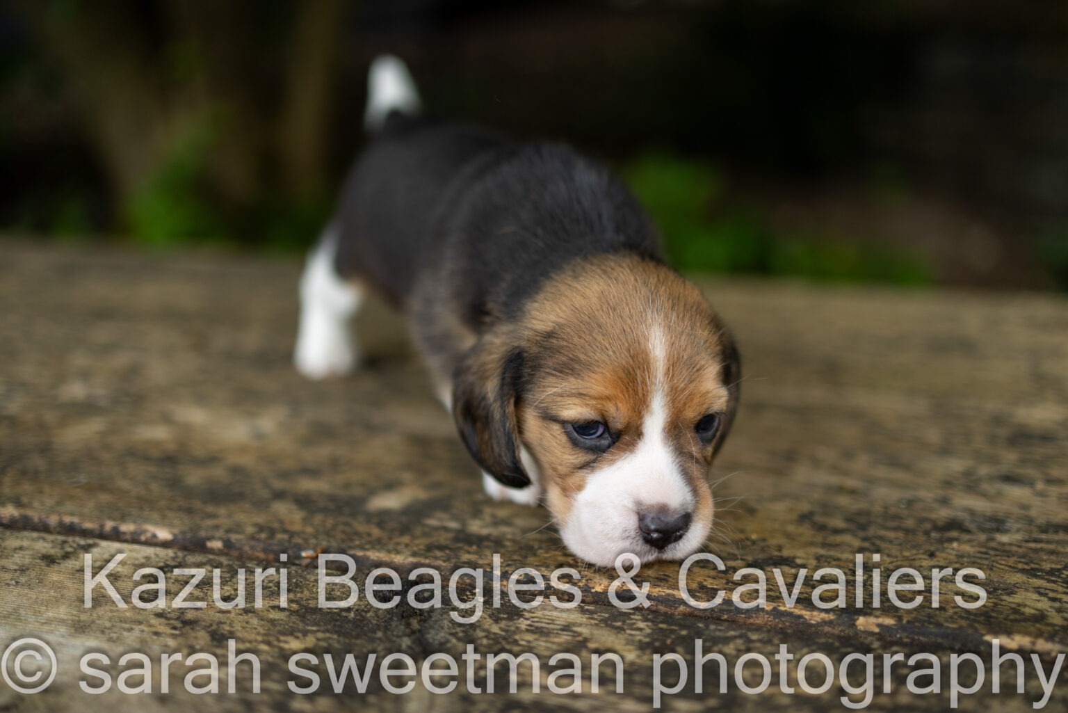 Kazuri | Beagles and Cavalier King Charles Dogs