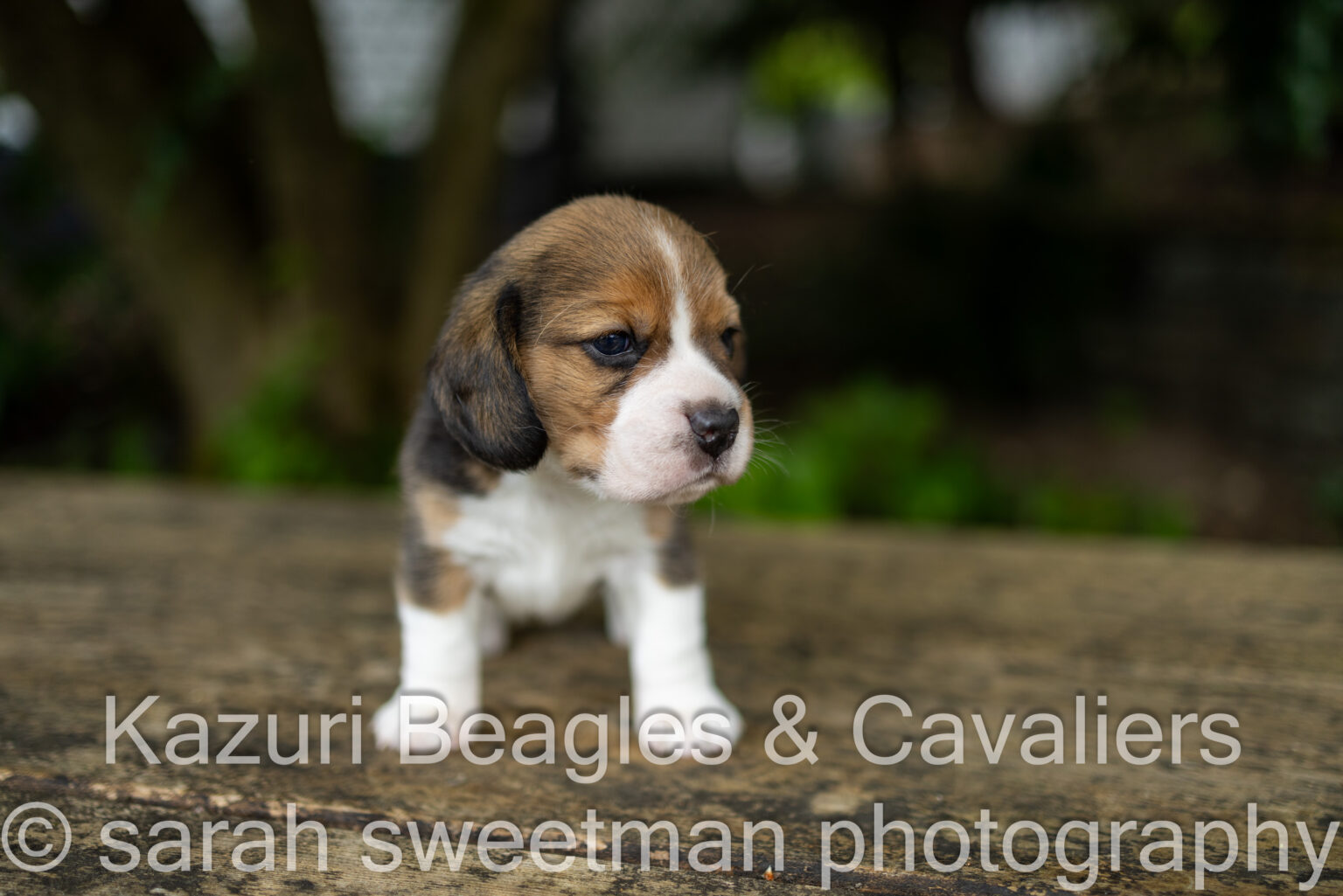 Kazuri | Beagles and Cavalier King Charles Dogs