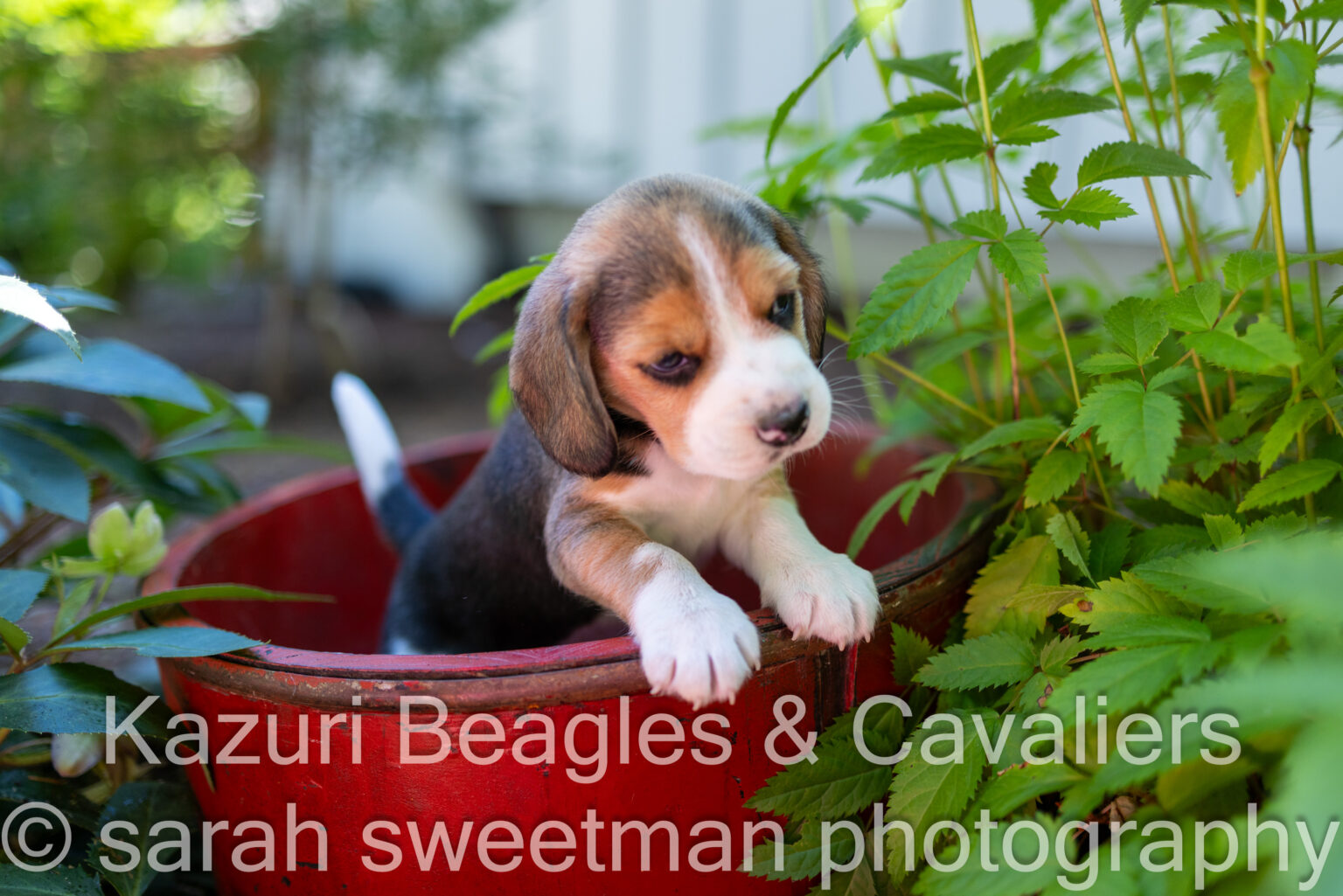 Our Brinn and Louie beagle puppies turn 5 weeks old | Kazuri
